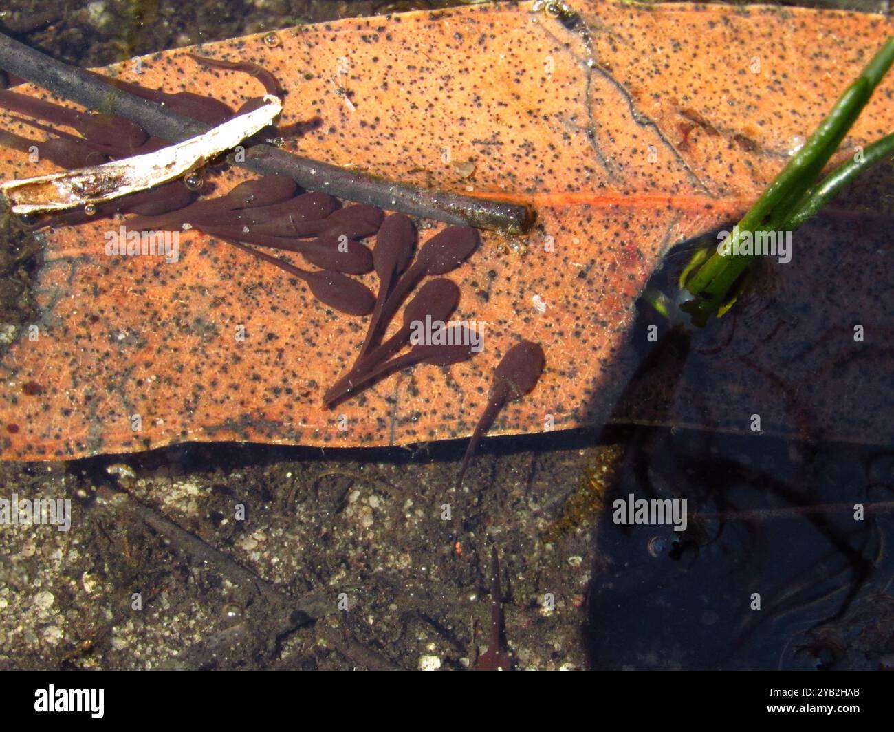 Sand Toad (Vandijkophrynus angusticeps) Amphibia Stock Photo - Alamy