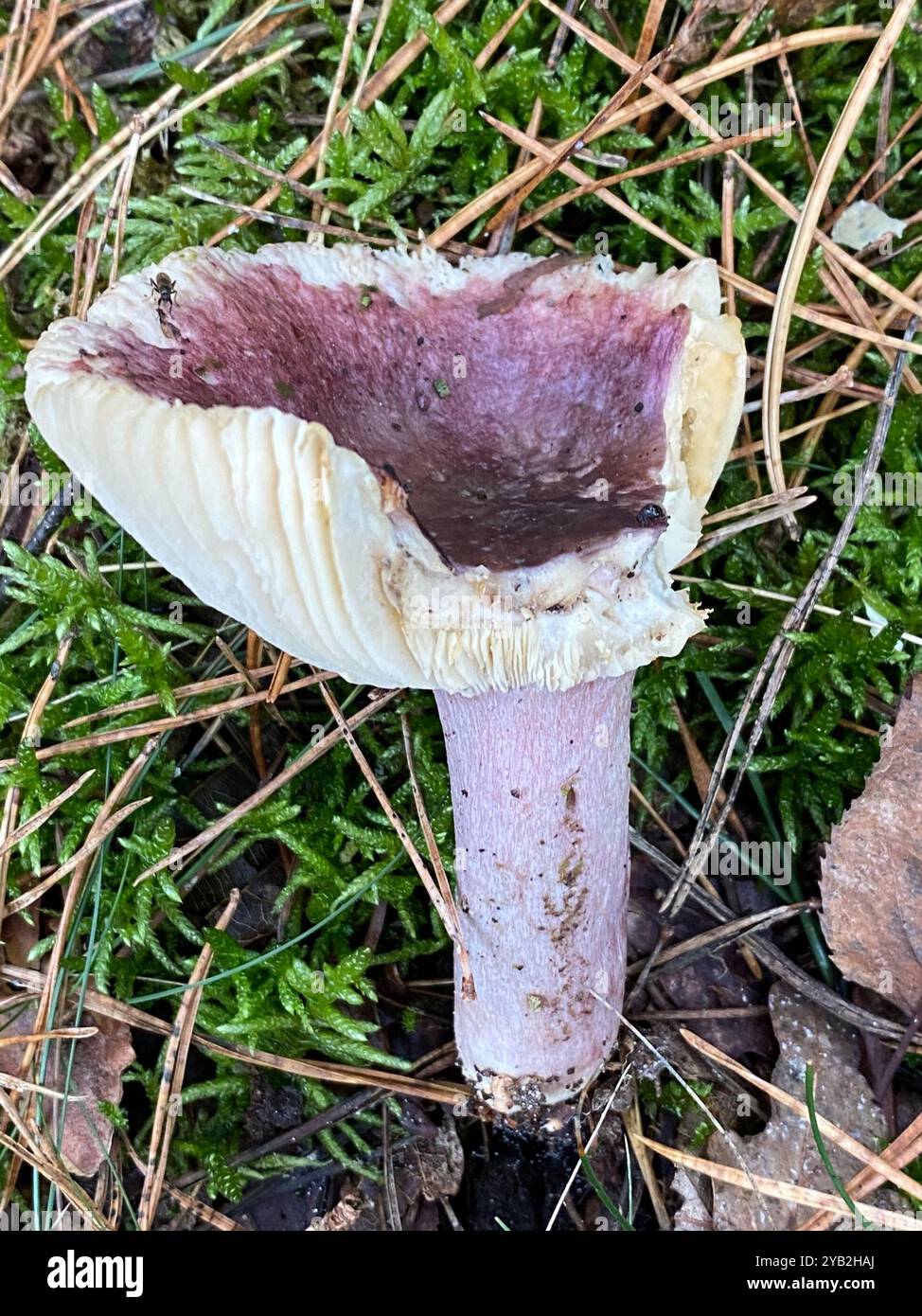 Primrose Brittlegill (Russula sardonia) Fungi Stock Photo - Alamy