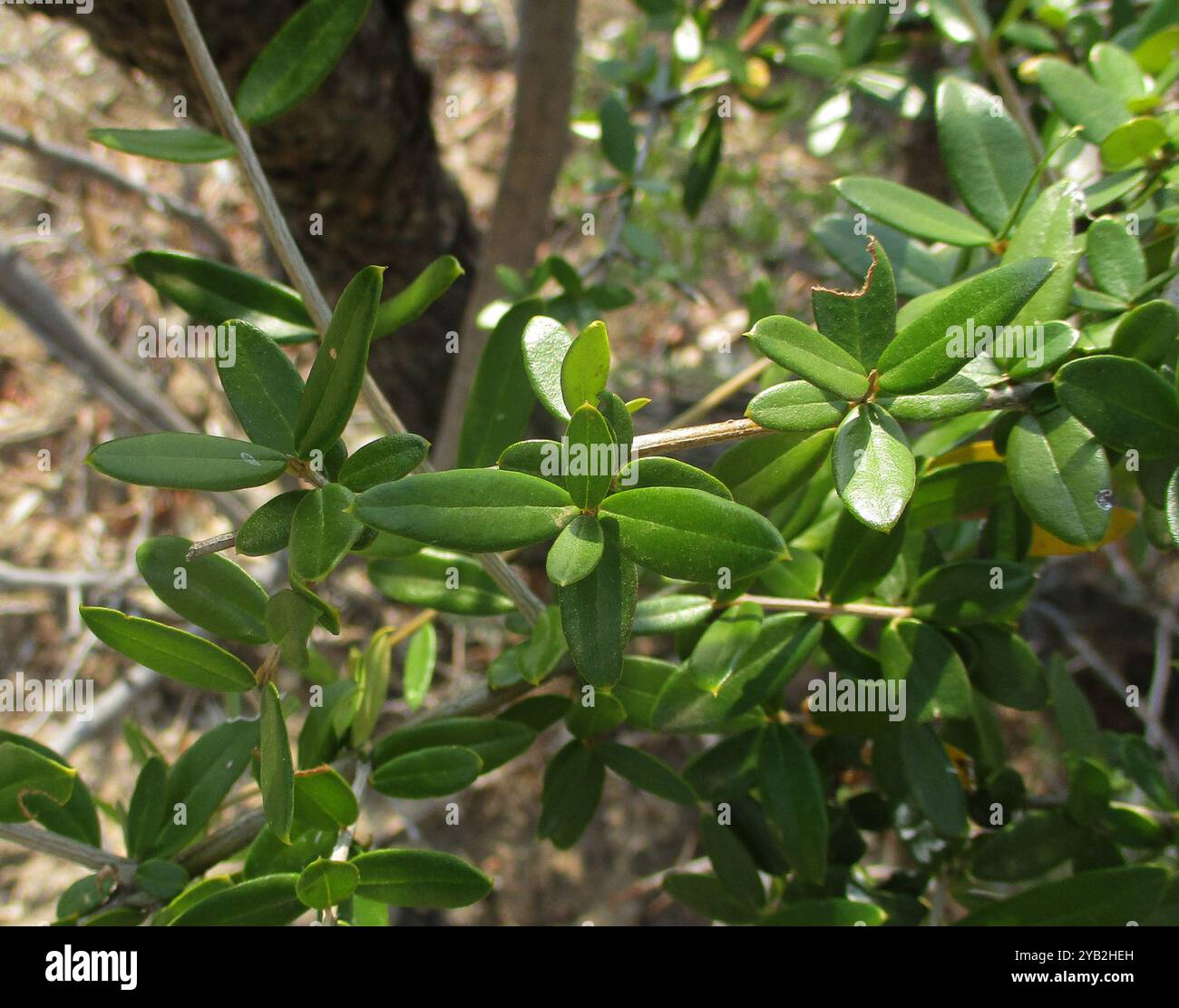 African olive (Olea europaea cuspidata) Plantae Stock Photo - Alamy