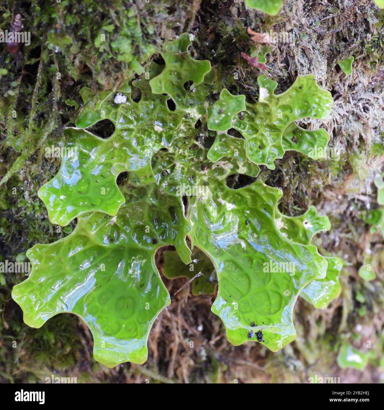 Tree Lungwort (Lobaria pulmonaria) Fungi Stock Photo - Alamy