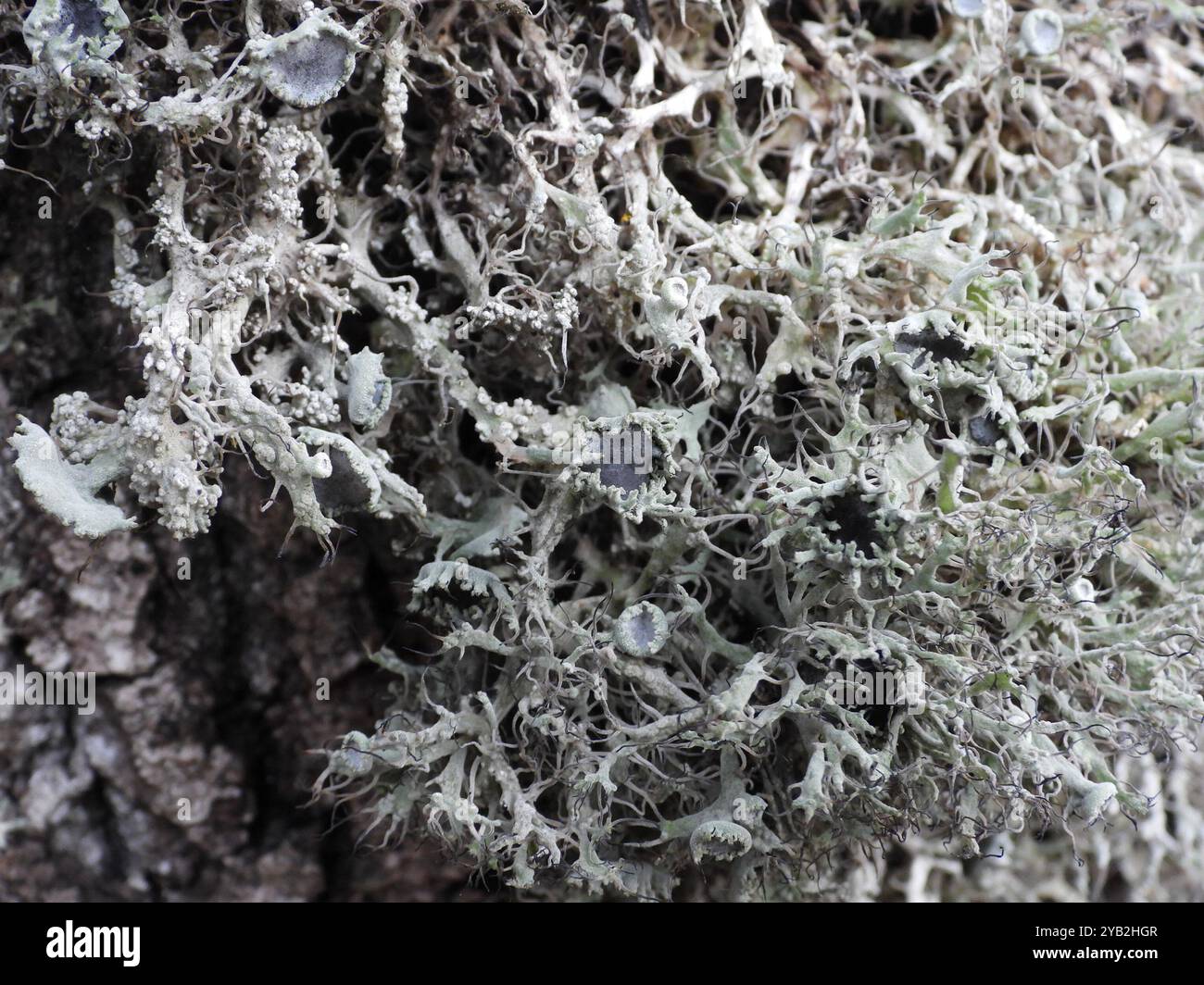 Great Ciliated Lichen (Anaptychia ciliaris) Fungi Stock Photo - Alamy