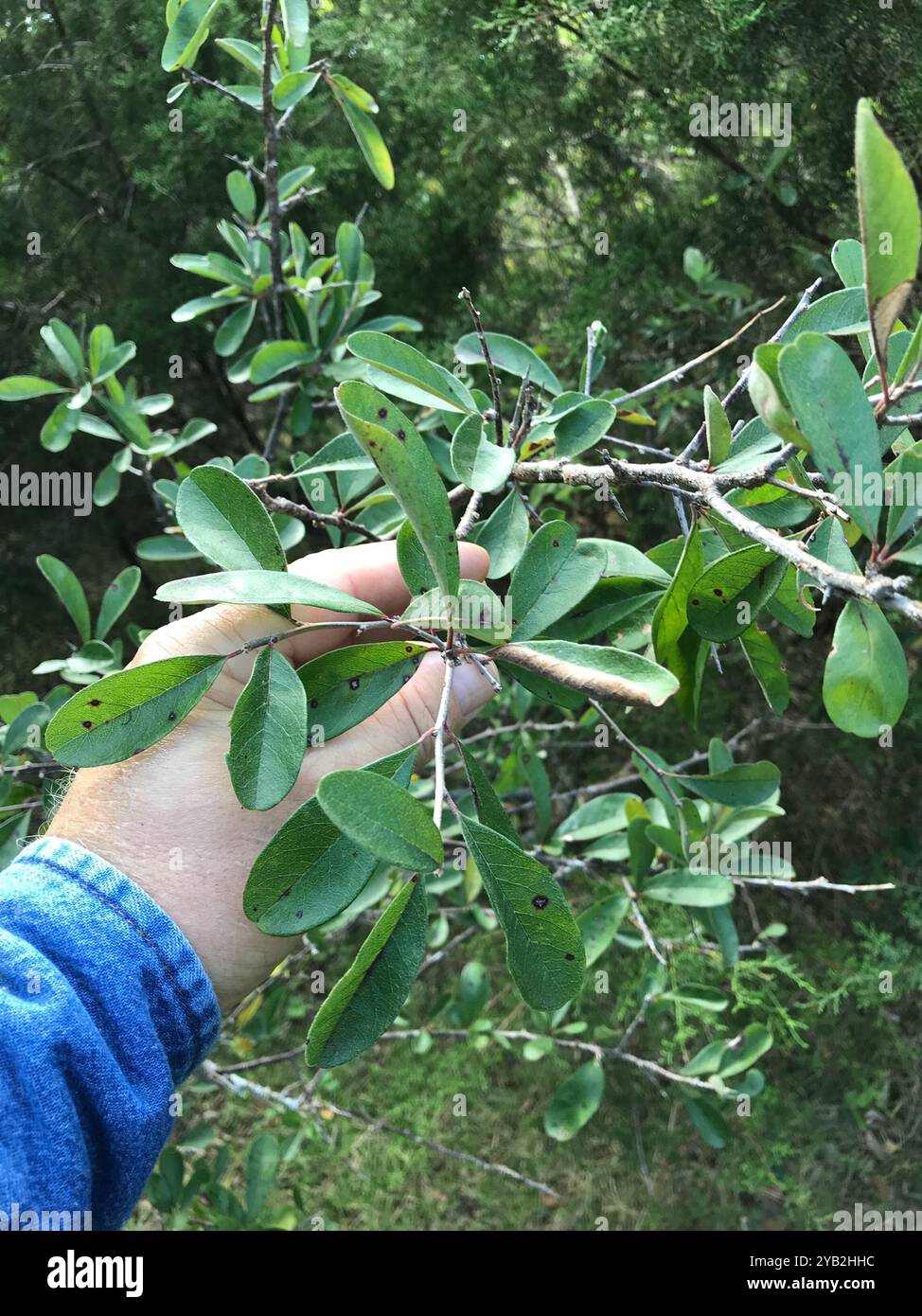 Gum bumelia (Sideroxylon lanuginosum) Plantae Stock Photo - Alamy