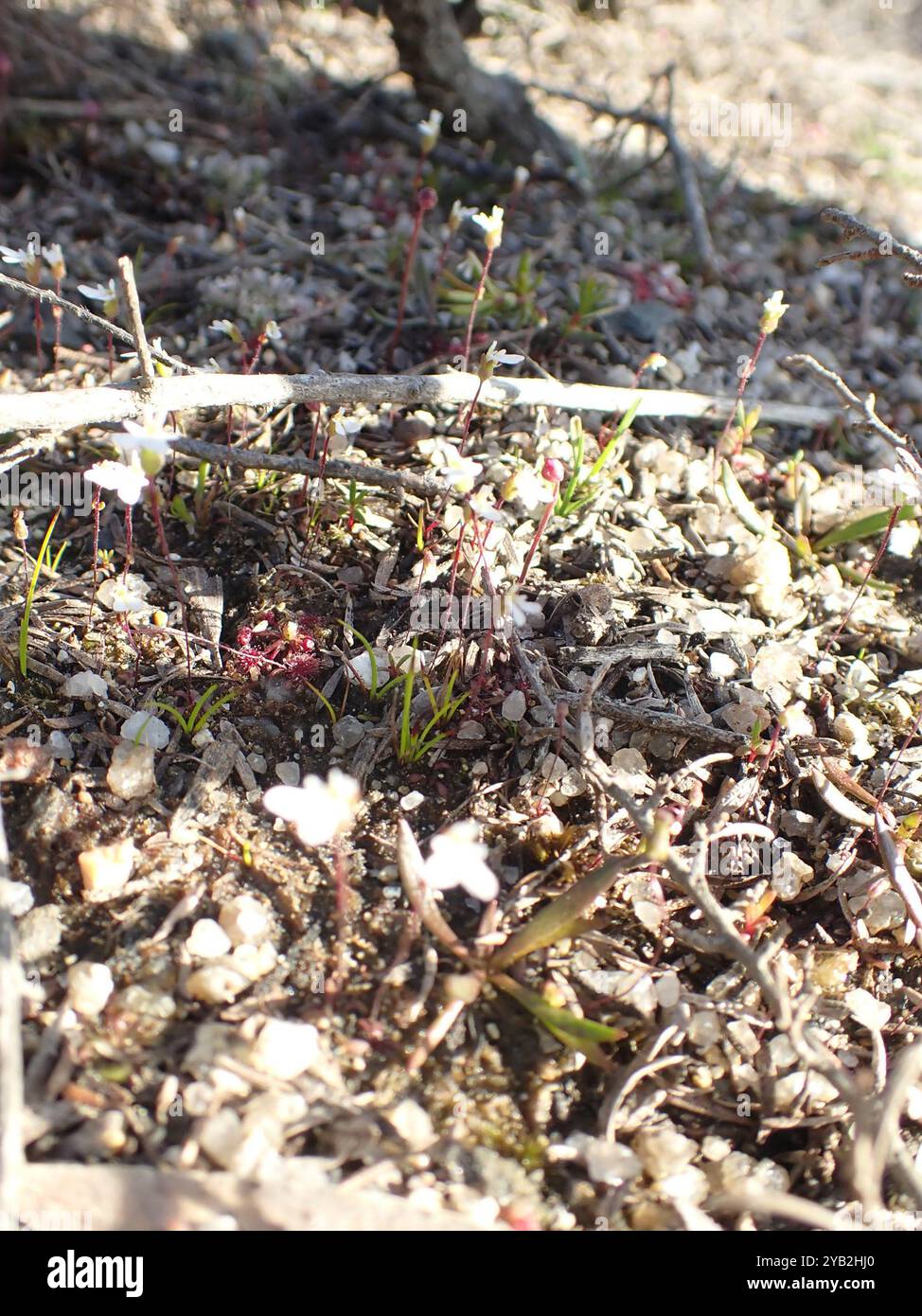 Tiny Triggerplant (Stylidium perpusillum) Plantae Stock Photo - Alamy