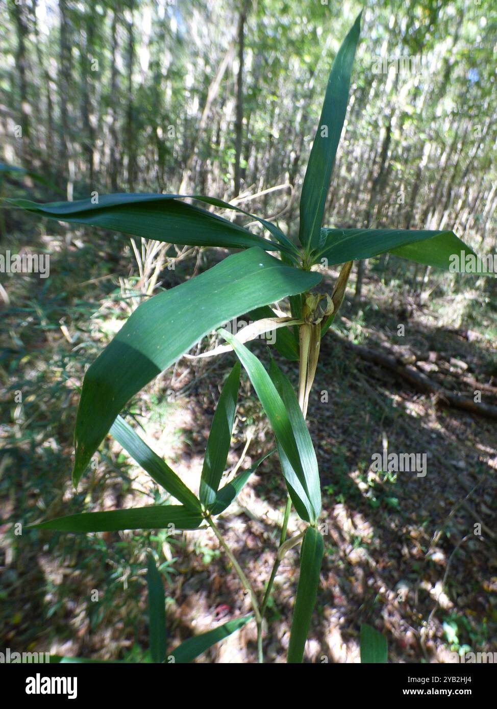 river cane (Arundinaria gigantea) Plantae Stock Photo - Alamy