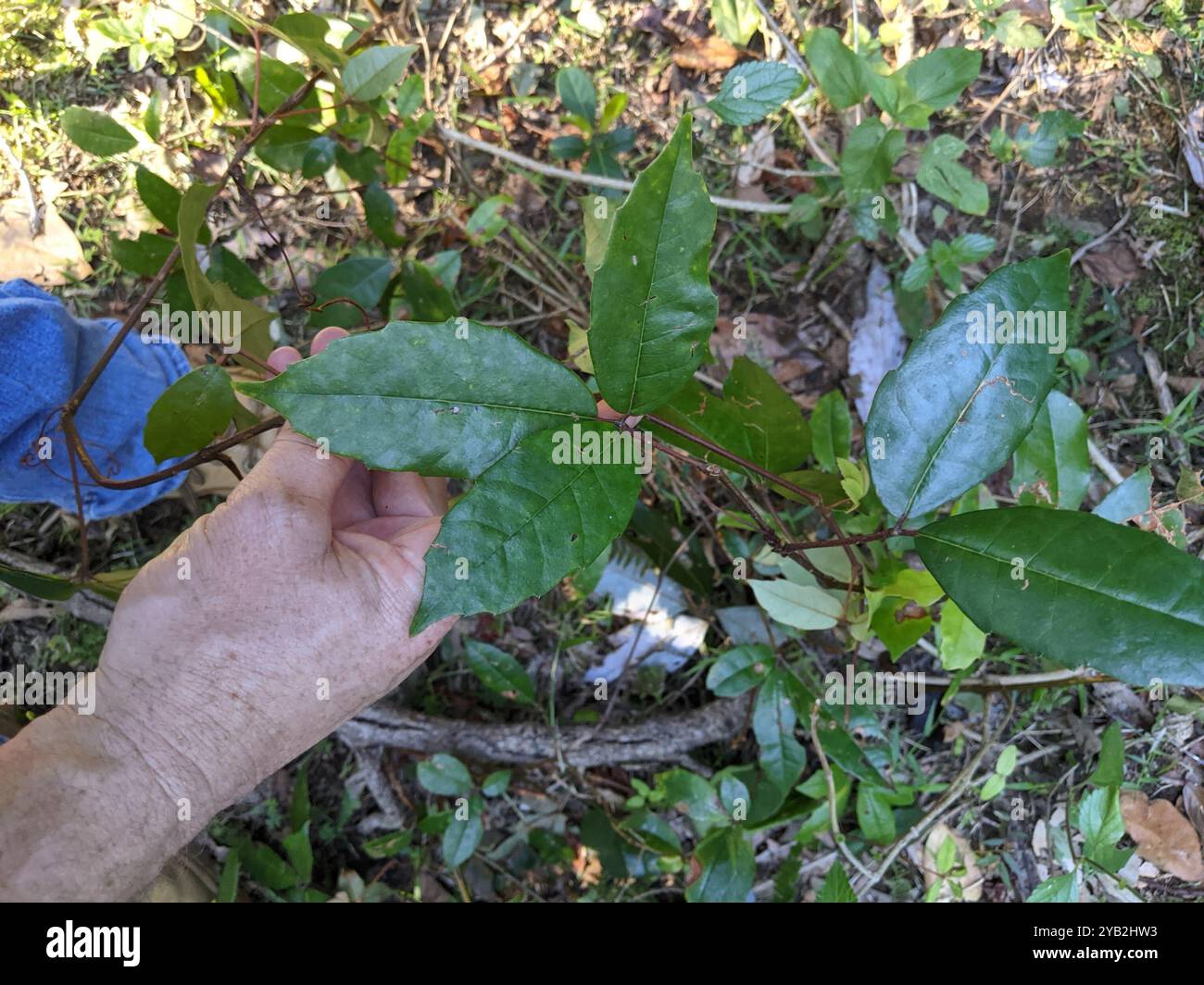 Five-Leaved Water Vine (Apocissus hypoglauca) Plantae Stock Photo - Alamy