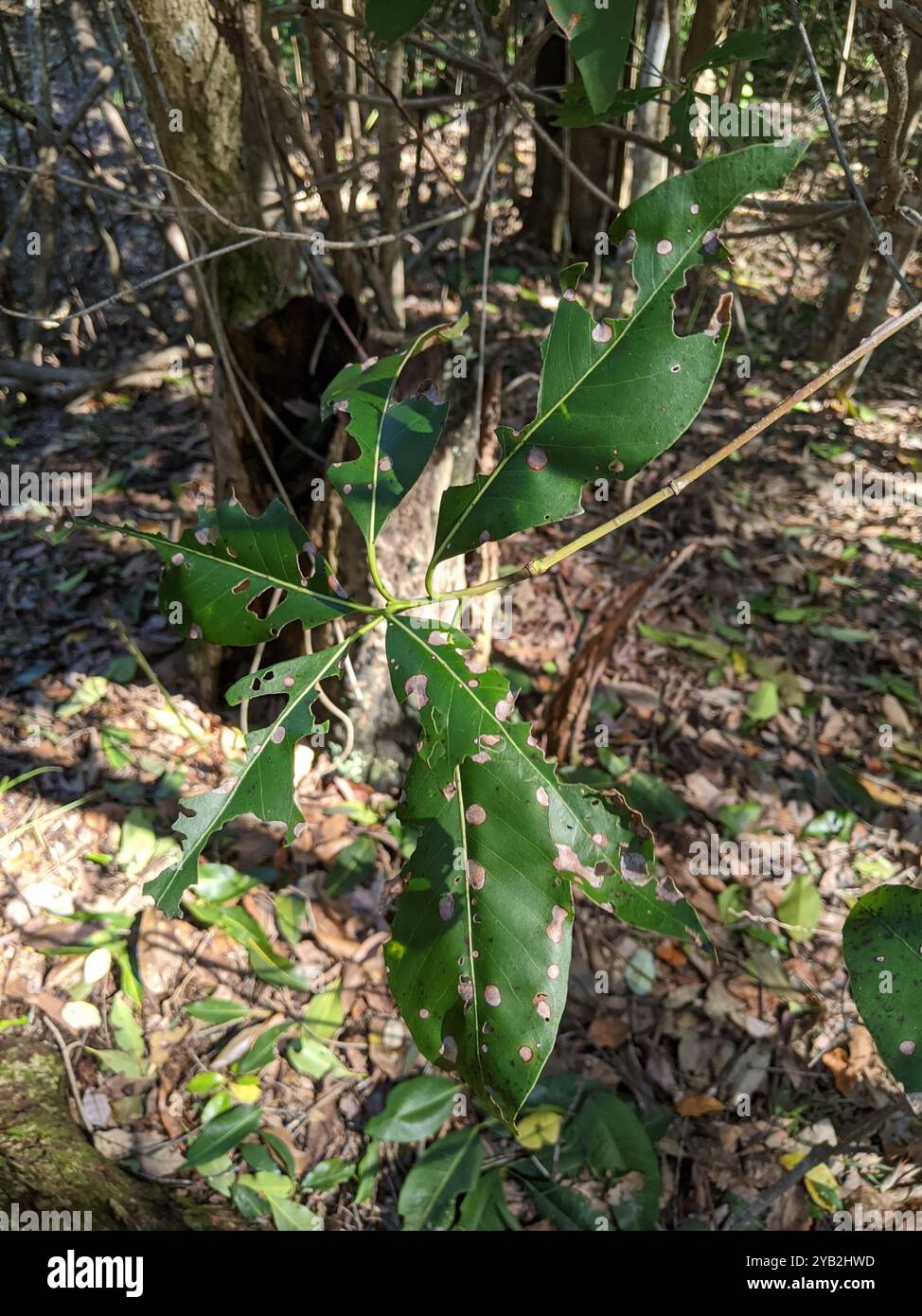 Brush Box (Lophostemon confertus) Plantae Stock Photo - Alamy