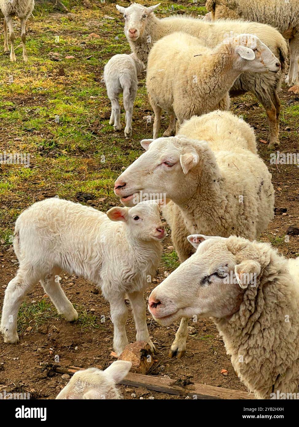 Flock of sheep Stock Photo - Alamy