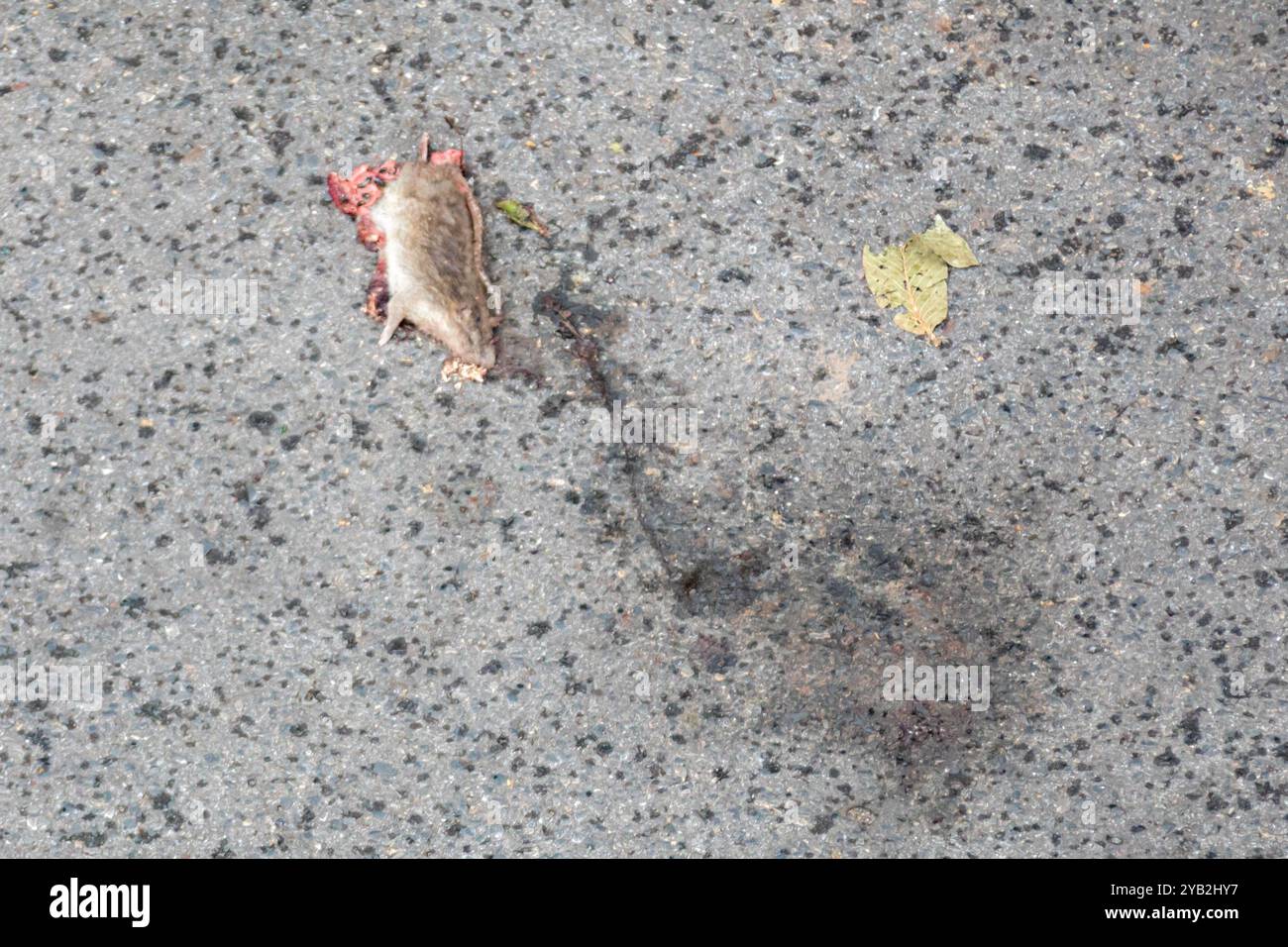 Dead rat run over on urban asphalt Stock Photo - Alamy