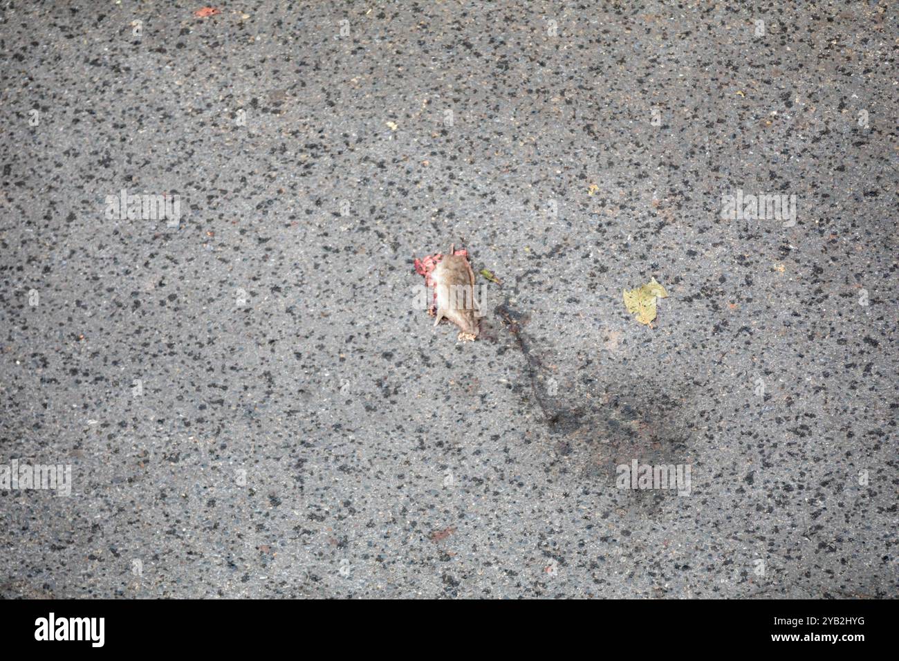 Dead rat run over on urban asphalt Stock Photo - Alamy