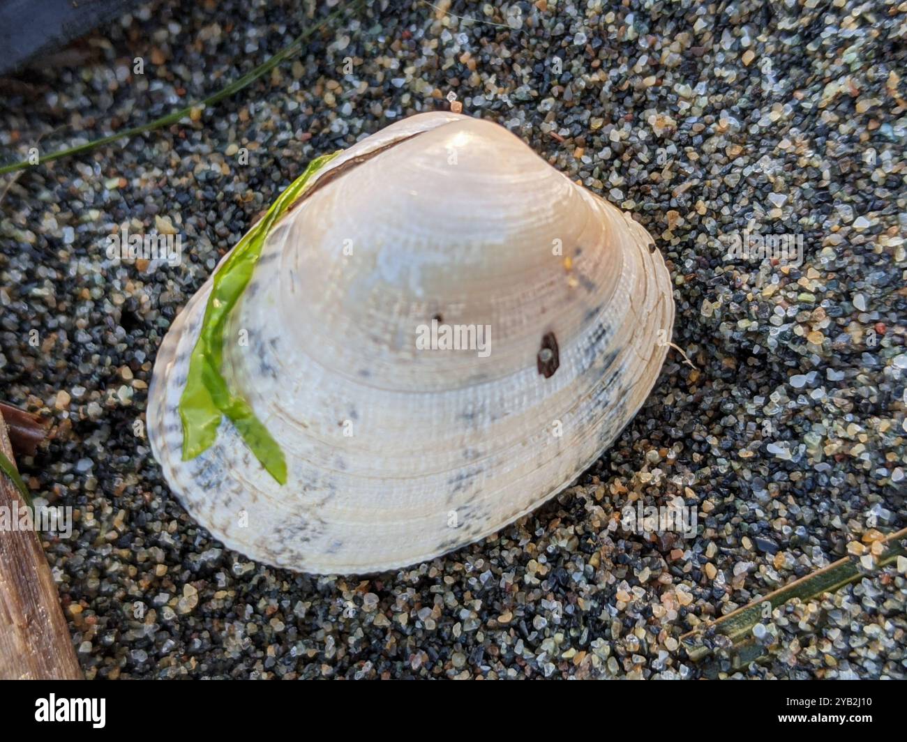 Japanese Littleneck (Ruditapes philippinarum) Mollusca Stock Photo - Alamy