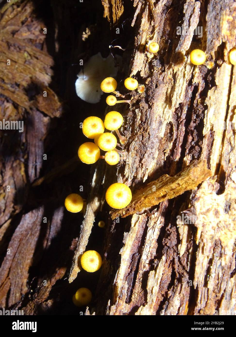 Pinewood Gingertail (Xeromphalina campanella) Fungi Stock Photo - Alamy