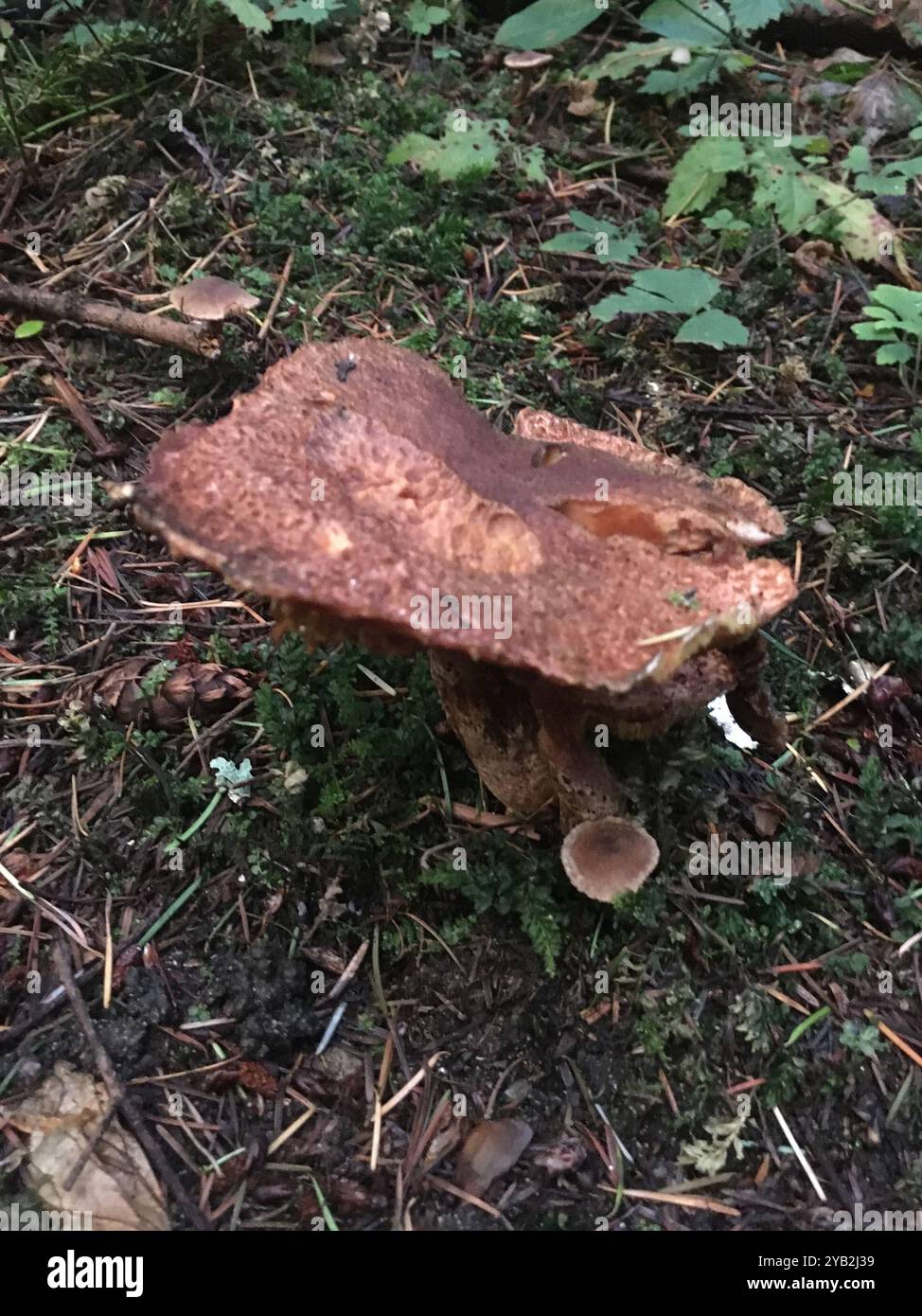 Western Painted Suillus (Suillus lakei) Fungi Stock Photo - Alamy