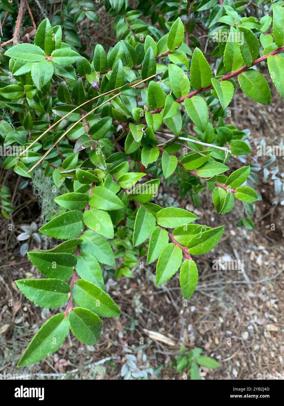 Evergreen Huckleberry (Vaccinium ovatum) Plantae Stock Photo - Alamy