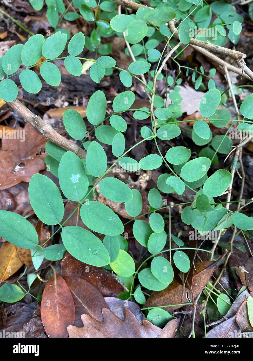 black locust (Robinia pseudoacacia) Plantae Stock Photo - Alamy