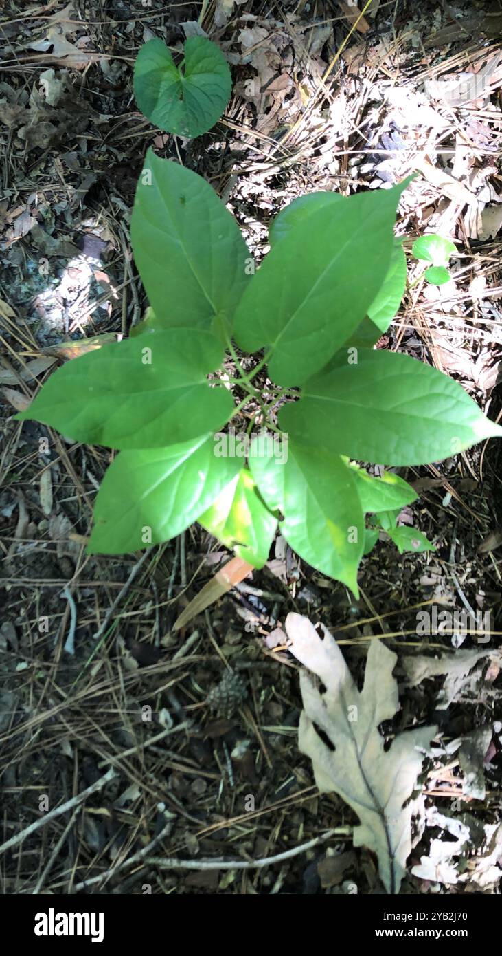 Virginia snakeroot (Aristolochia serpentaria) Plantae Stock Photo - Alamy