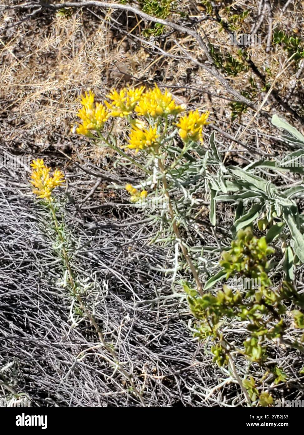 burroweed (Isocoma tenuisecta) Plantae Stock Photo - Alamy