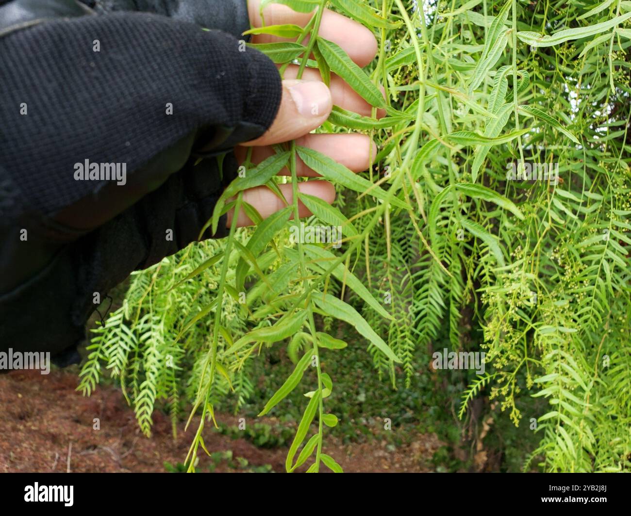 Peruvian Pepper Tree (Schinus molle) Plantae Stock Photo - Alamy