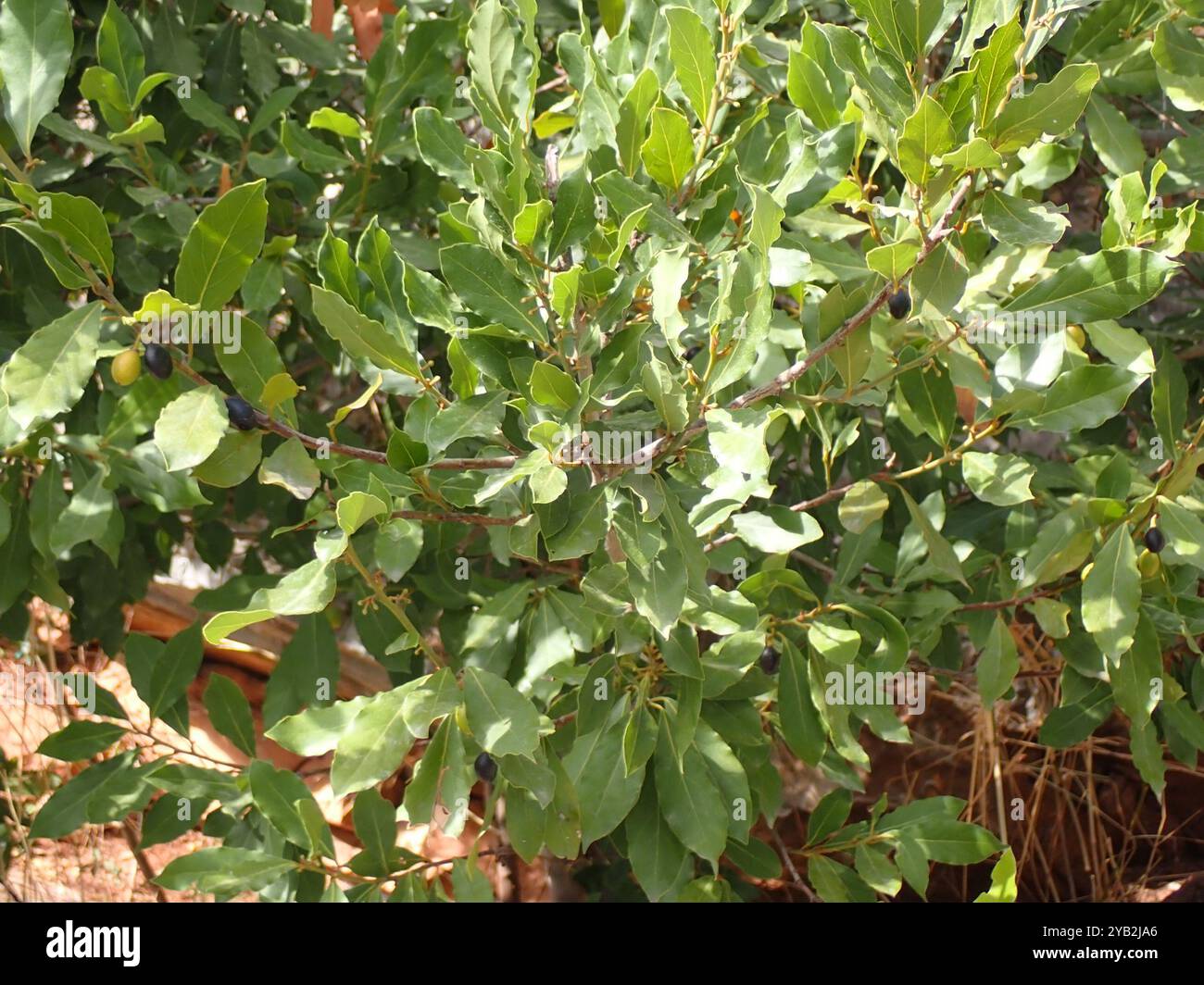 Bay laurel (Laurus nobilis) Plantae Stock Photo - Alamy