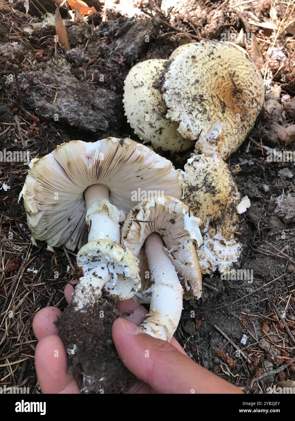 The Prince (Agaricus augustus) Fungi Stock Photo - Alamy