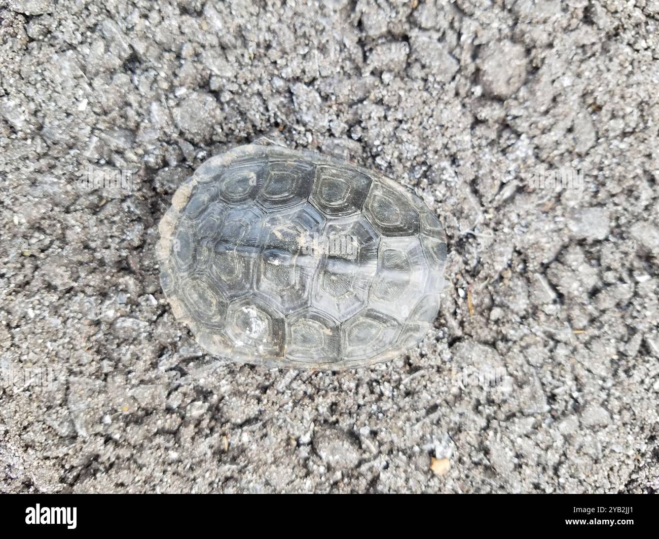 Diamondback Terrapin (Malaclemys terrapin) Reptilia Stock Photo - Alamy