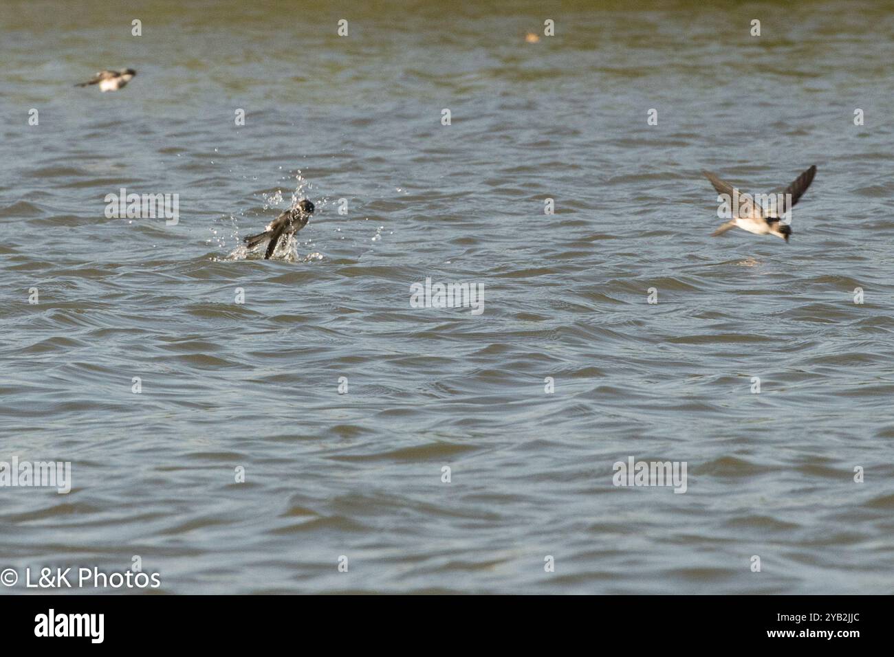 Mangrove Swallow (Tachycineta albilinea) Aves Stock Photo - Alamy