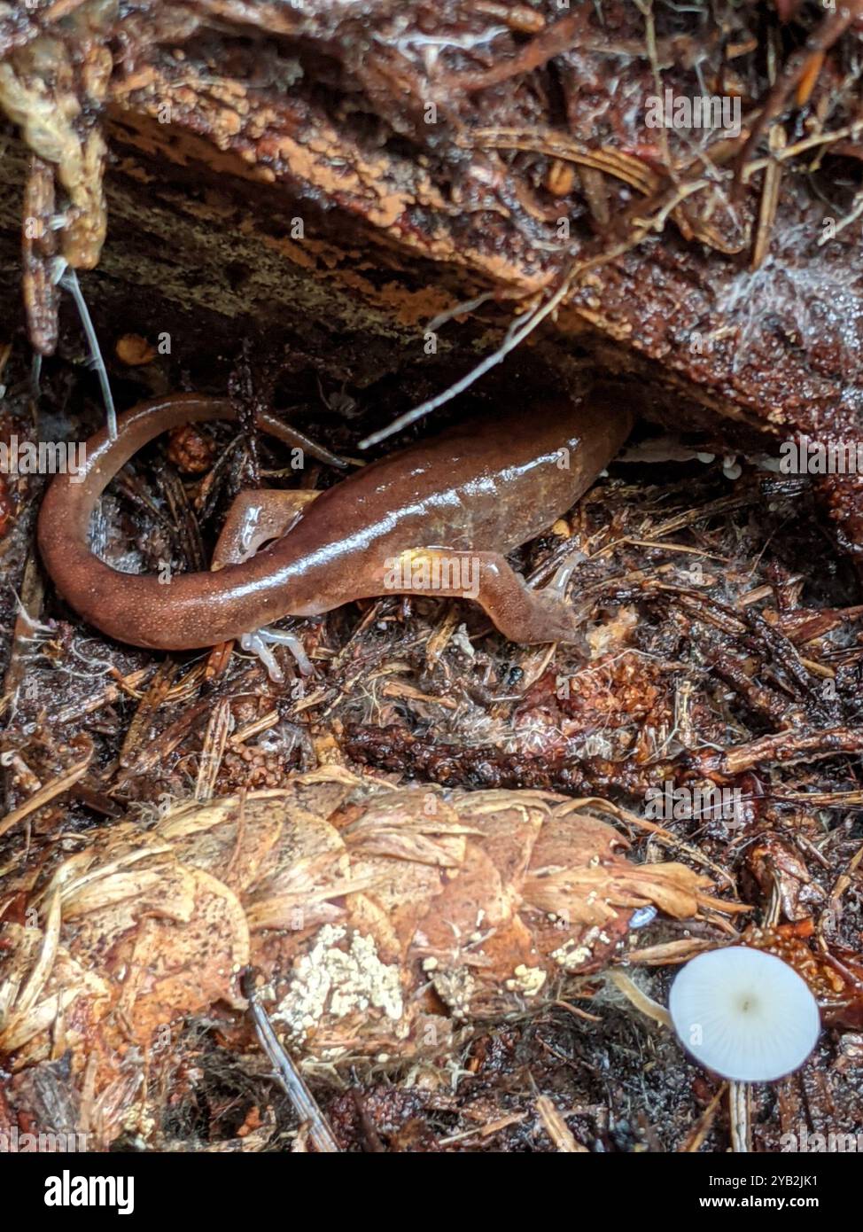 Ensatina (Ensatina eschscholtzii) Amphibia Stock Photo - Alamy