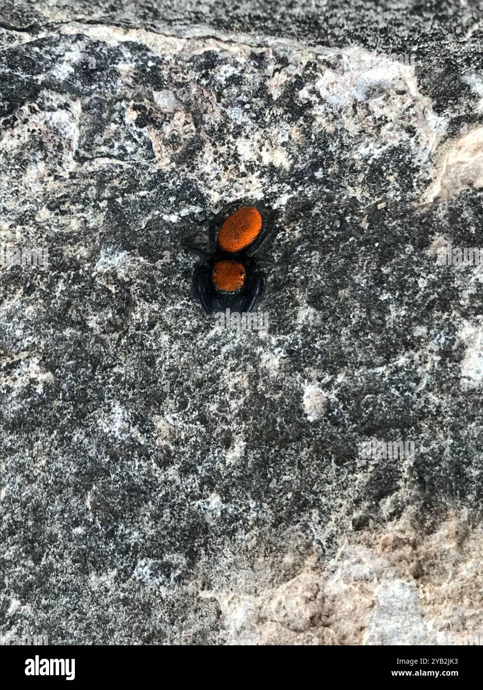 Cardinal Jumping Spider (Phidippus cardinalis) Arachnida Stock Photo ...