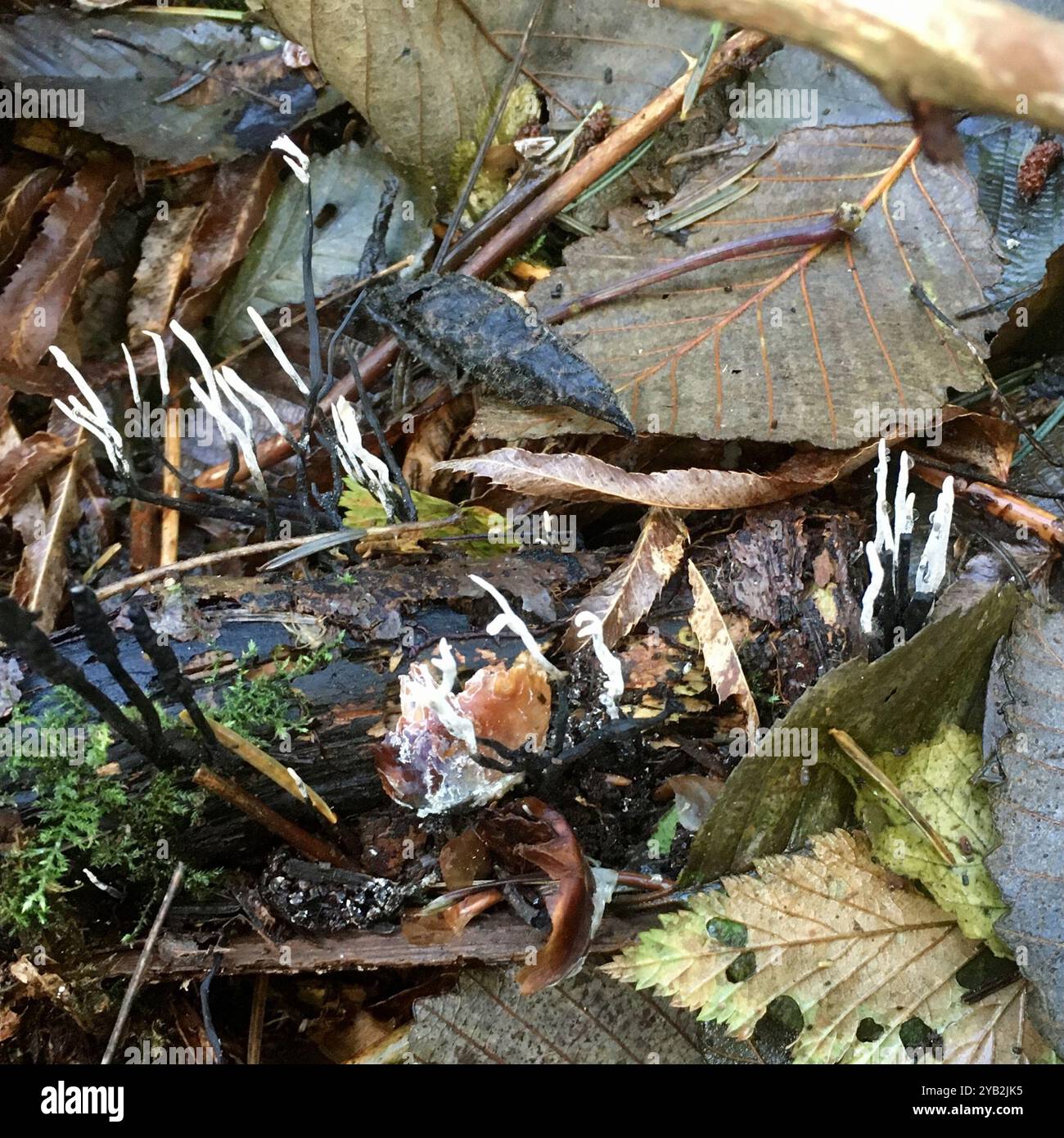 Candlesnuff Fungus (Xylaria hypoxylon) Fungi Stock Photo - Alamy