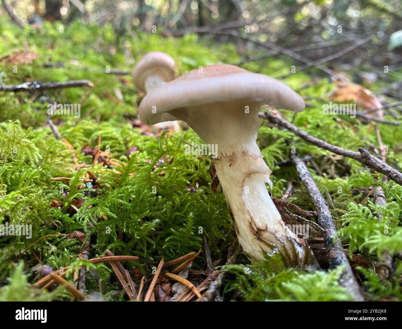 Rosy Slime Spike (Gomphidius subroseus) Fungi Stock Photo - Alamy