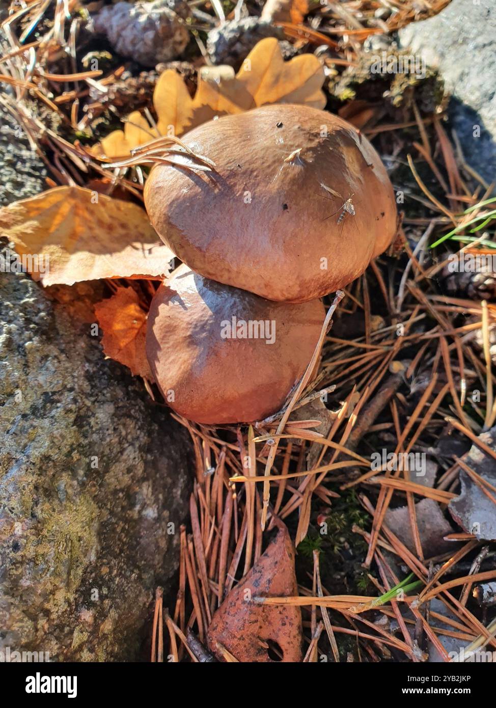 Purple-veiled Slippery Jack (Suillus luteus) Fungi Stock Photo - Alamy