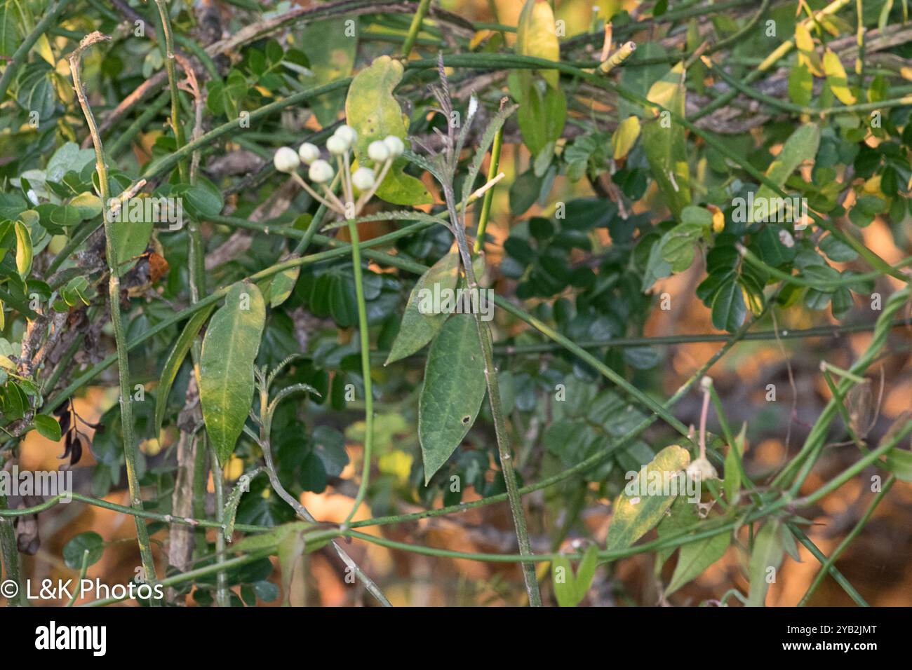white twinevine (Funastrum clausum) Plantae Stock Photo - Alamy