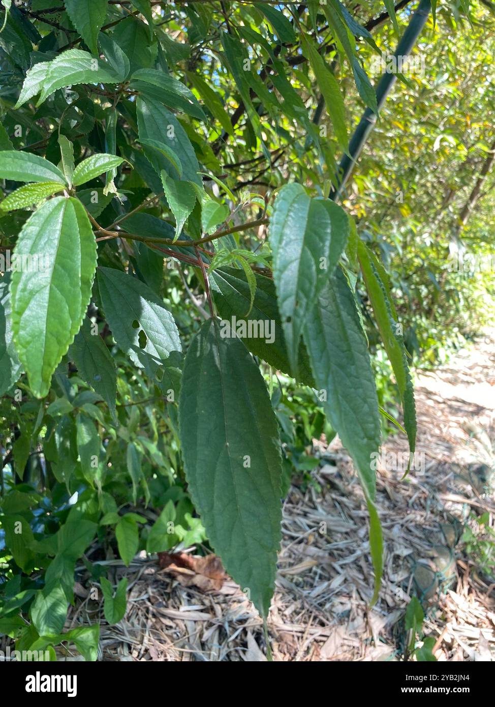 Longpedicel Woodnettle (Oreocnide pedunculata) Plantae Stock Photo - Alamy
