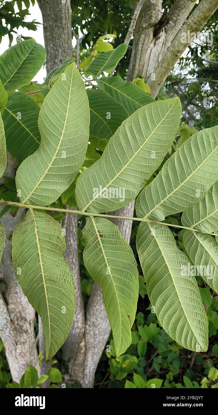 Manchurian walnut (Juglans mandshurica) Plantae Stock Photo - Alamy