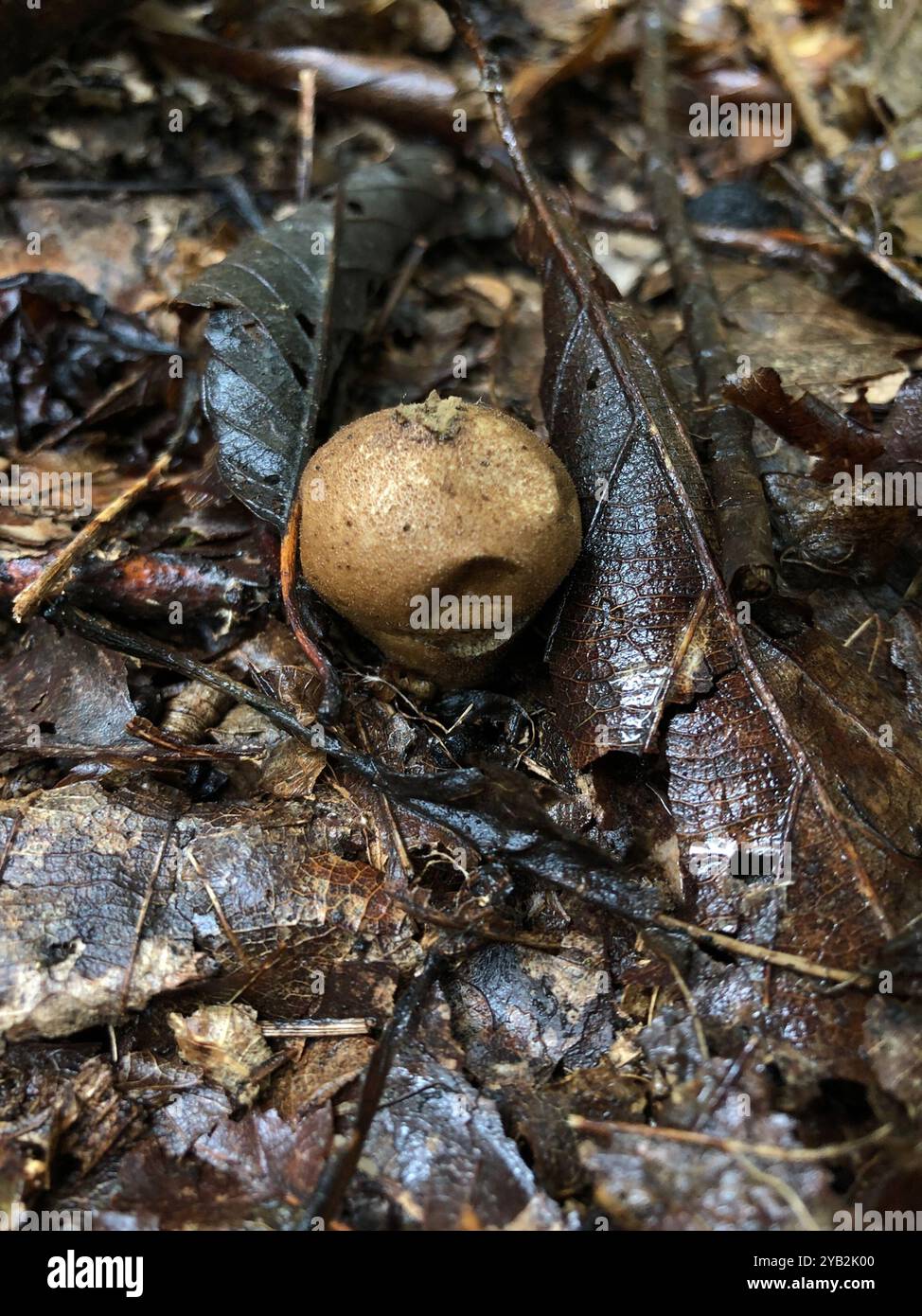Pear-shaped Puffball (Apioperdon pyriforme) Fungi Stock Photo - Alamy