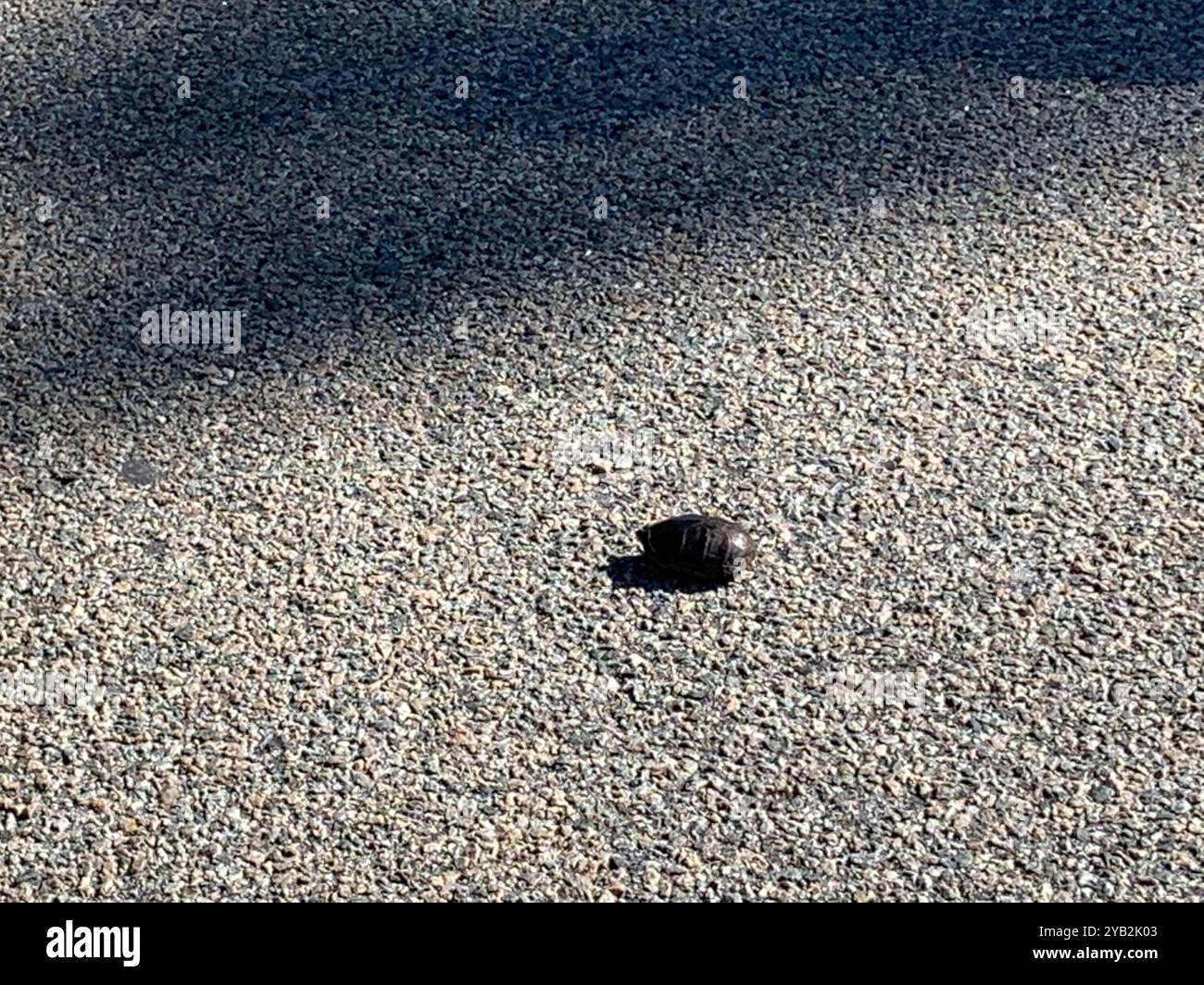 Southeastern Mud Turtle (Kinosternon subrubrum subrubrum) Reptilia ...