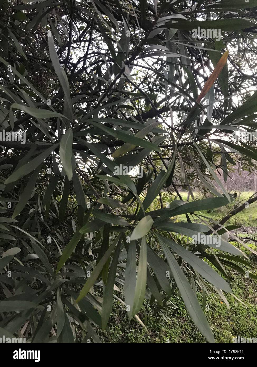 (Labatia salicifolia) Plantae Stock Photo - Alamy