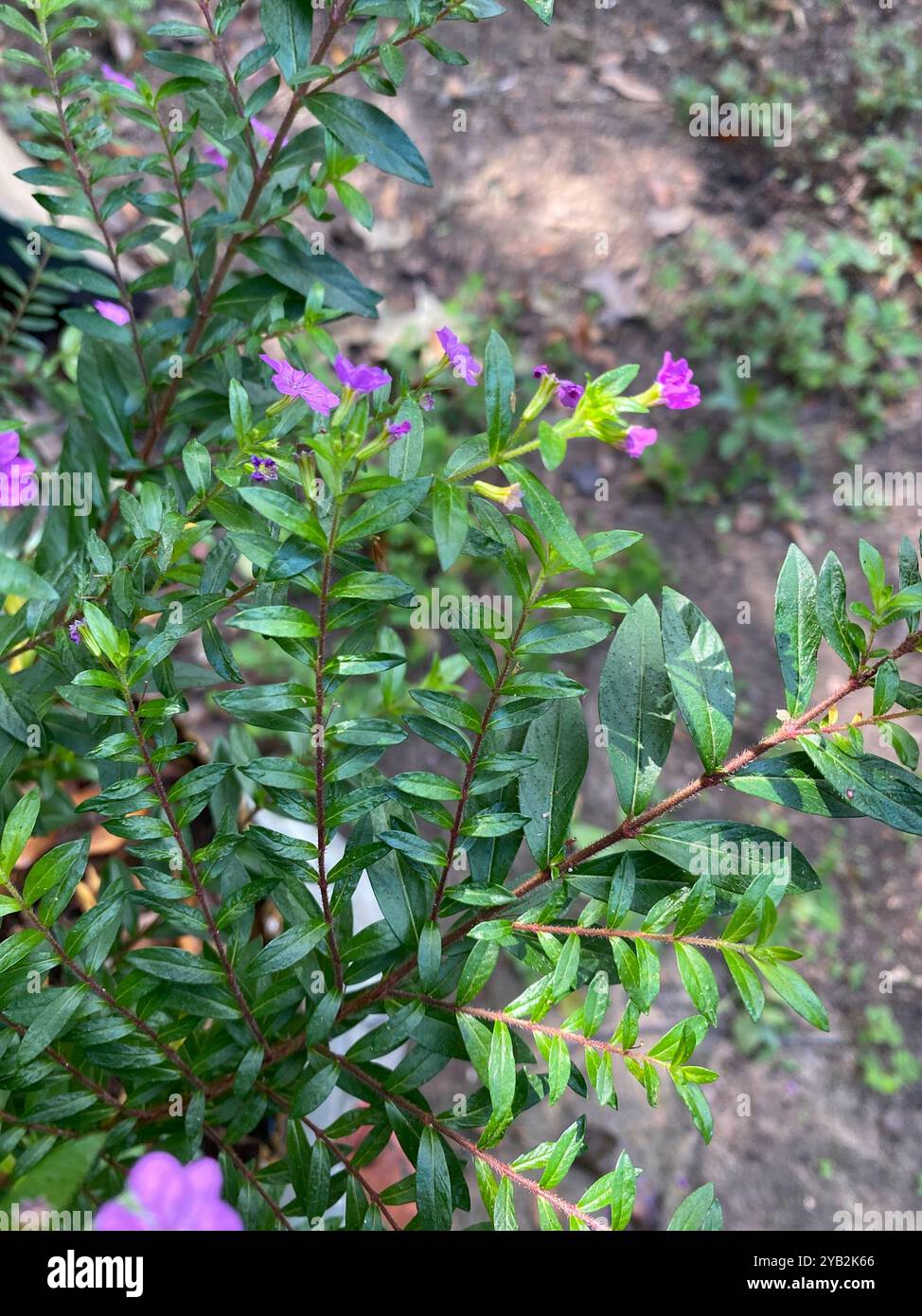 False heather (Cuphea hyssopifolia) Plantae Stock Photo - Alamy