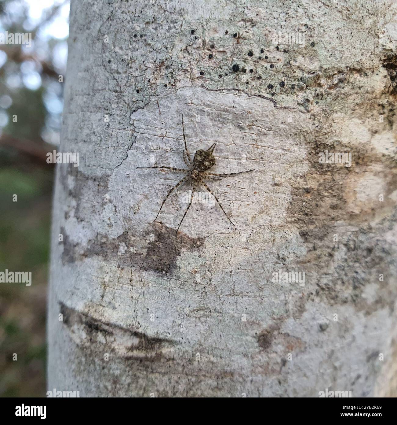 Two-tailed Spiders (Hersiliidae) Arachnida Stock Photo - Alamy