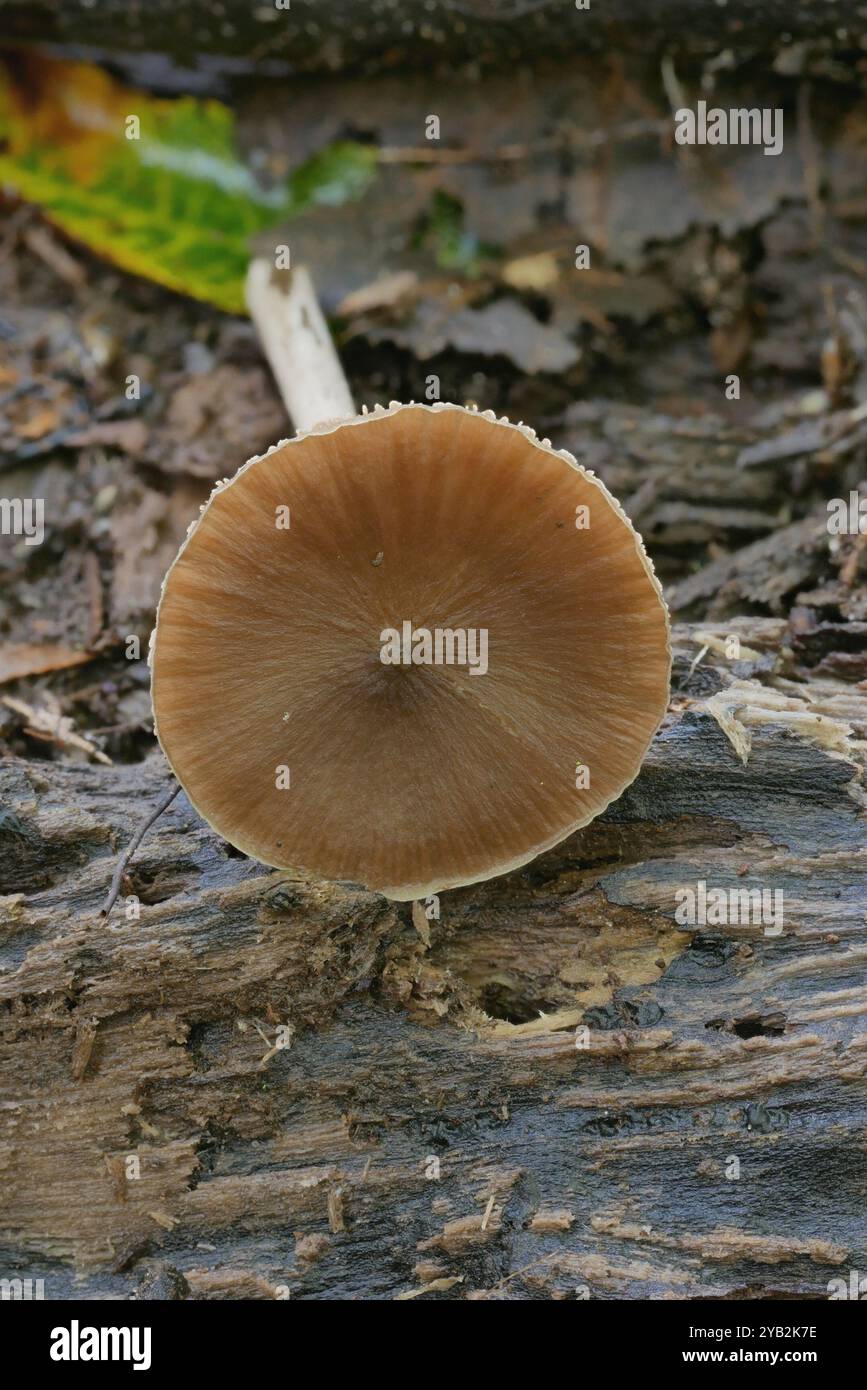 Straight-stalked Entoloma (Entoloma strictius) Fungi Stock Photo - Alamy