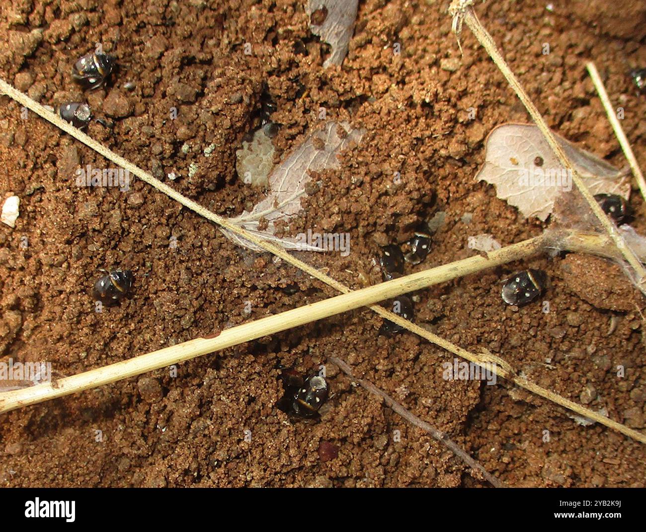(Lalervis tibialis) Insecta Stock Photo - Alamy