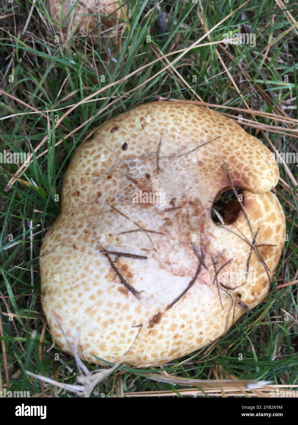Butterball (Suillus weaverae) Fungi Stock Photo - Alamy