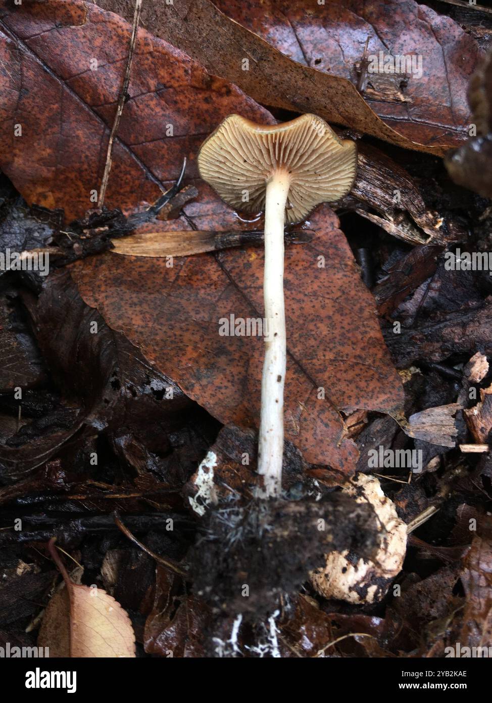 Wavy Cap (Psilocybe cyanescens) Fungi Stock Photo - Alamy