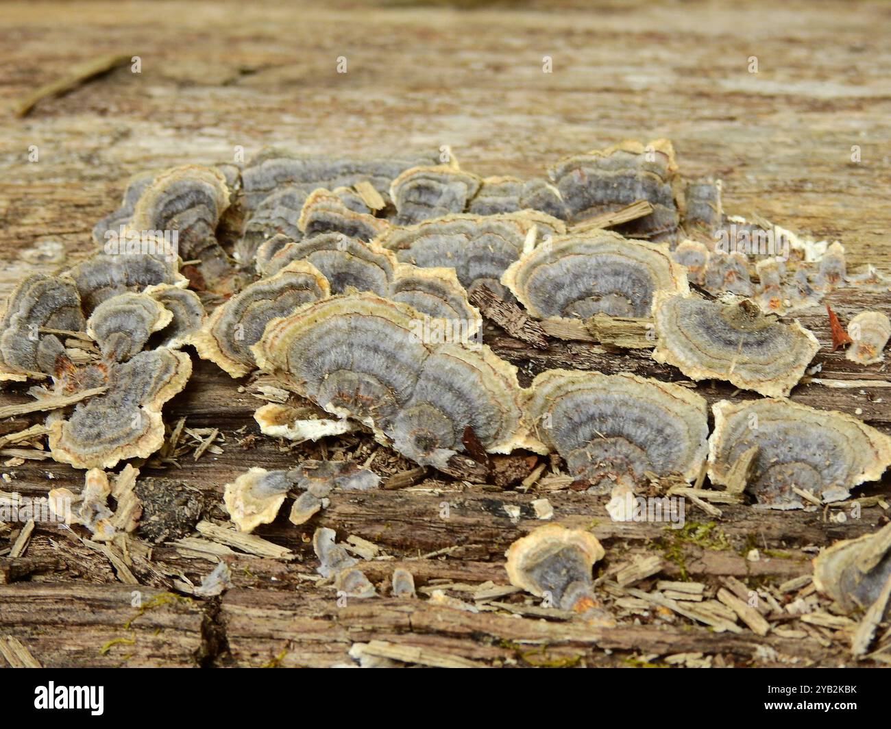 turkey-tail (Trametes versicolor) Fungi Stock Photo - Alamy