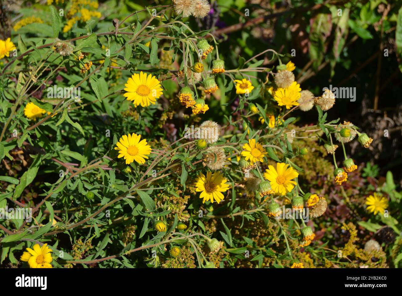 lemonyellow false goldenaster (Heterotheca camporum) Plantae Stock ...