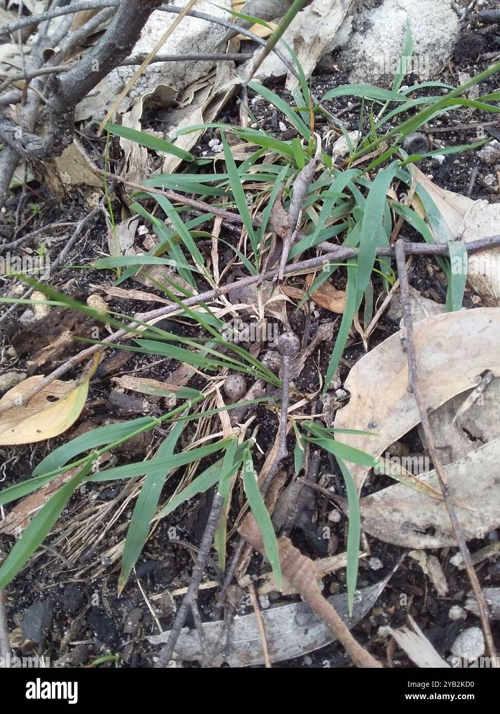 Weeping-grass (Microlaena stipoides) Plantae Stock Photo - Alamy