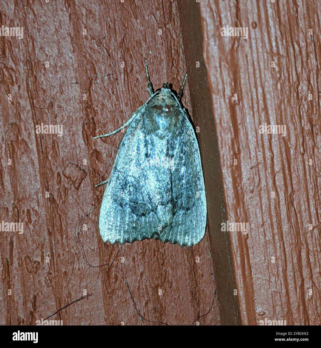 American Copper Underwing (Amphipyra pyramidoides) Insecta Stock Photo ...