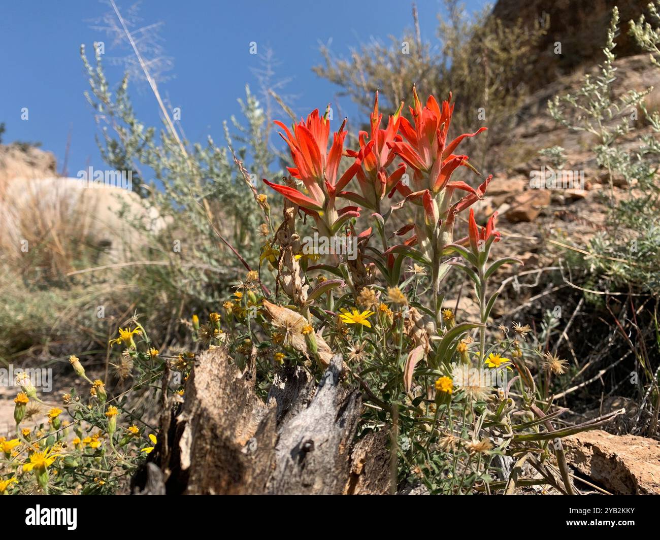 Wholeleaf Paintbrush (Castilleja integra) Plantae Stock Photo - Alamy