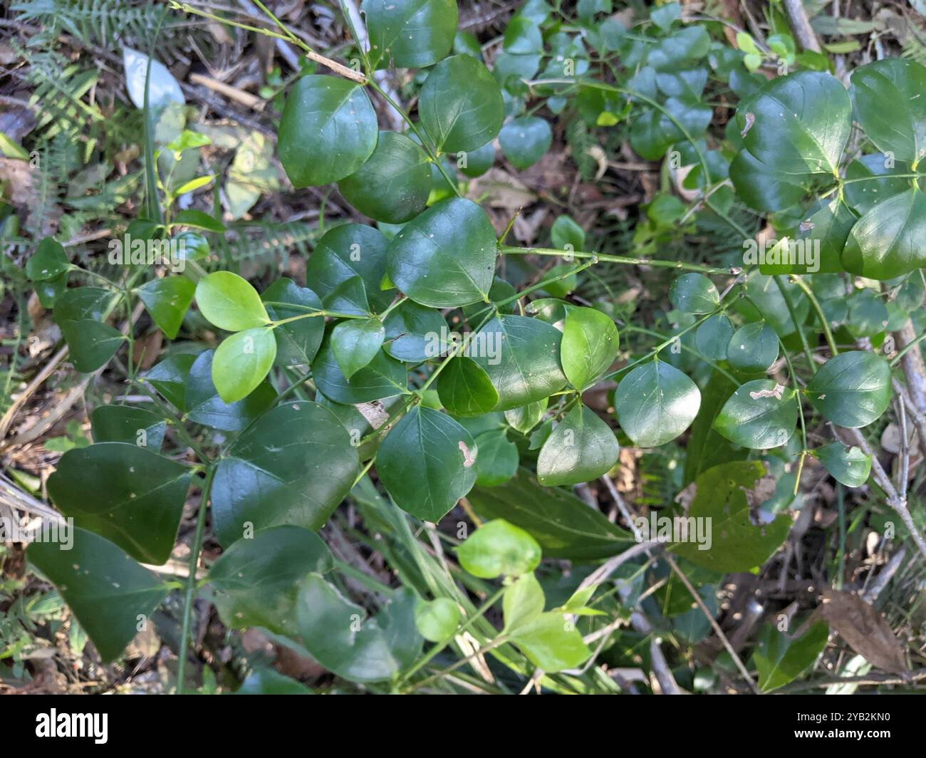conkerberry (Carissa ovata) Plantae Stock Photo - Alamy