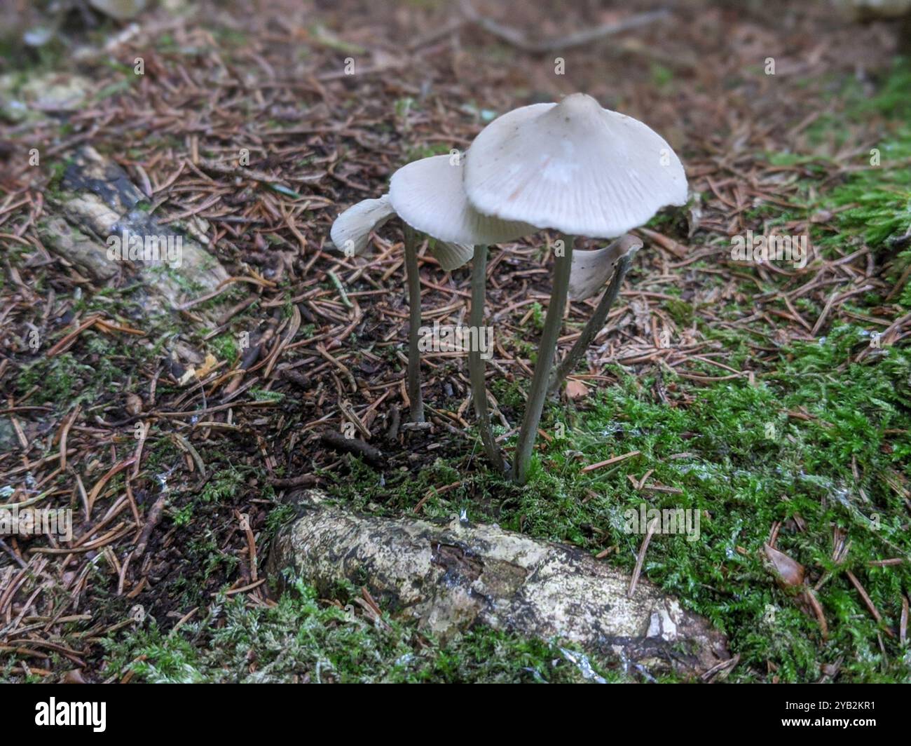 common bonnet (Mycena galericulata) Fungi Stock Photo - Alamy
