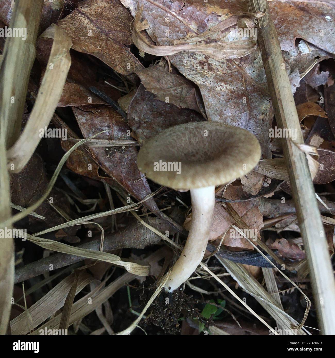 Gray Milkcap (Lactarius griseus) Fungi Stock Photo - Alamy